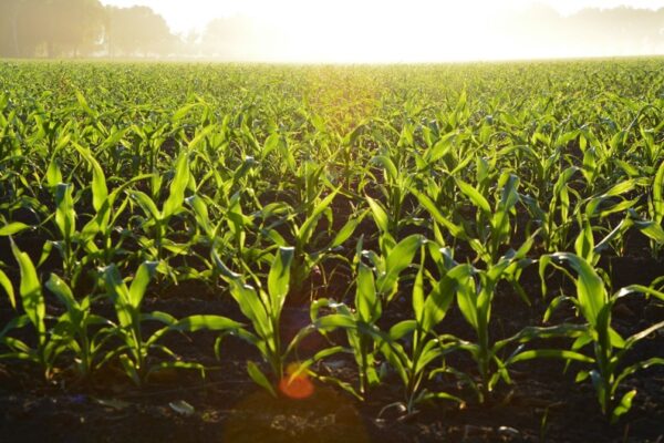 How Wellmaster Supports the Agriculture Industry